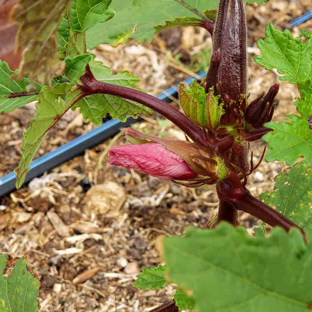 how to cook burgundy okra