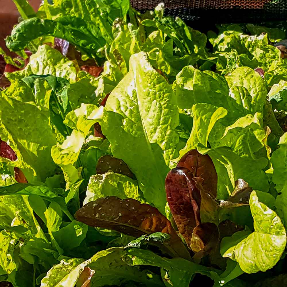 Lettuce Sprouts Salanova® Premier Collection Lettuce Seed