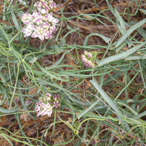 Vining Milkweed Seeds | Terroir Seeds