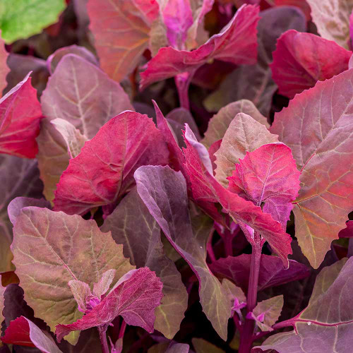 Heirloom Red Orach Seeds | Terroir Seeds