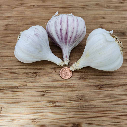 Heirloom Persian Star Garlic | Terroir Seeds