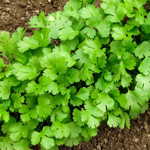 Slow Bolting Heirloom Cilantro/Coriander Seeds | Terroir Seeds