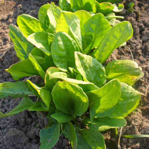 Large Leaf Sorrel Heirloom Seeds | Terroir Seeds