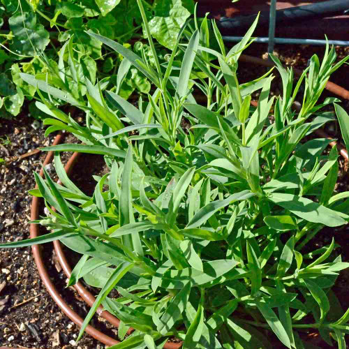 Sculpit /Stridolo Heirloom Seeds | Terroir Seeds