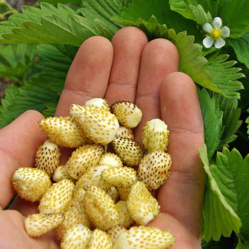 Yellow Wonder Heirloom Alpine Strawberry Seeds | Terroir Seeds