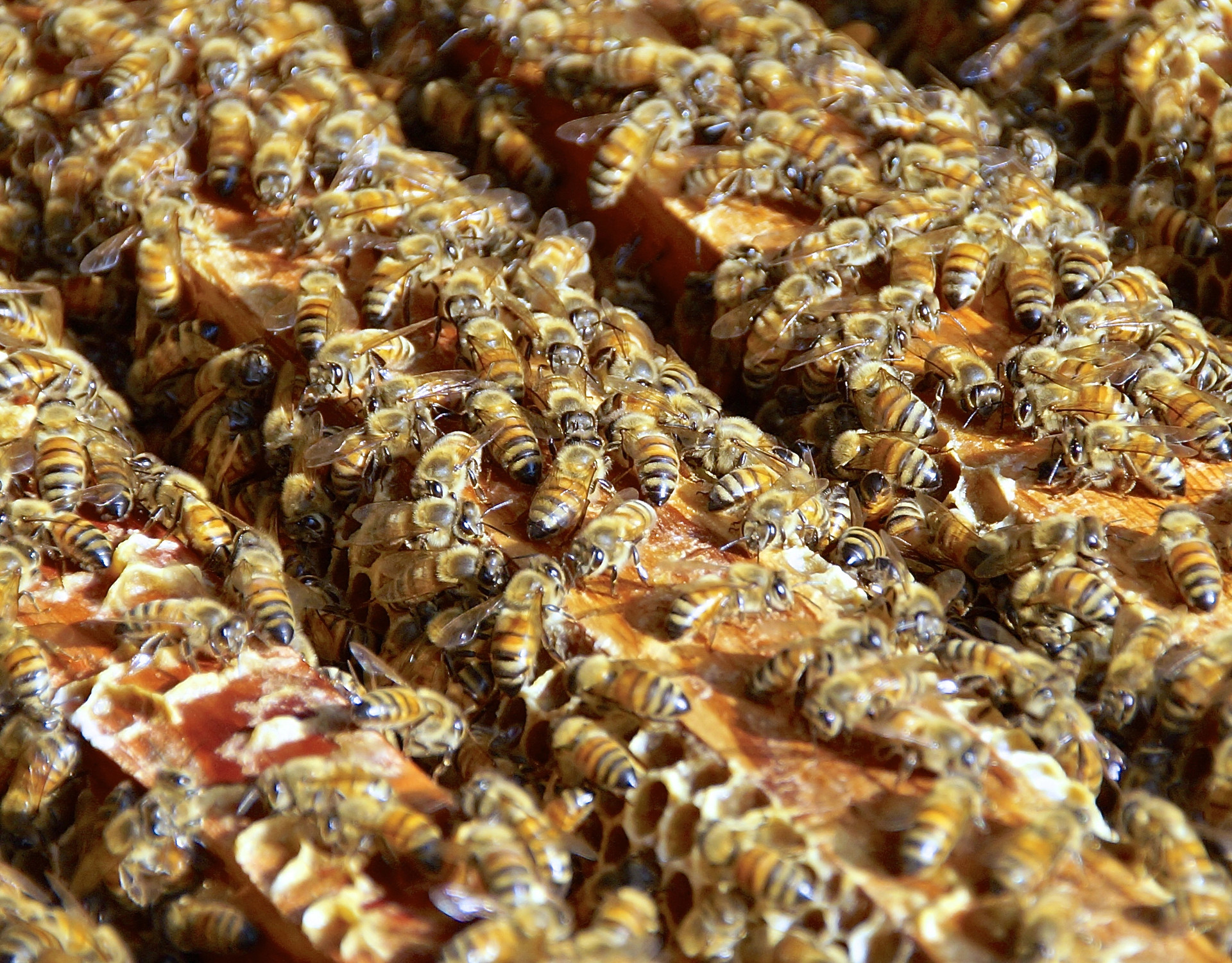 Lappe's Honey Bee Supply | Beekeeping Company USA Shipping