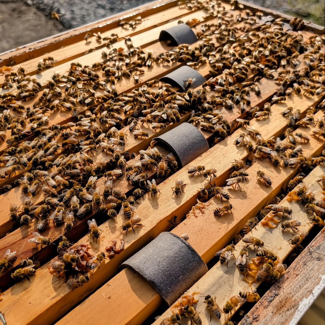 VarroxSan 20 Strip OA Mite Treatment | Lappe's Bee Supply Honey Farm