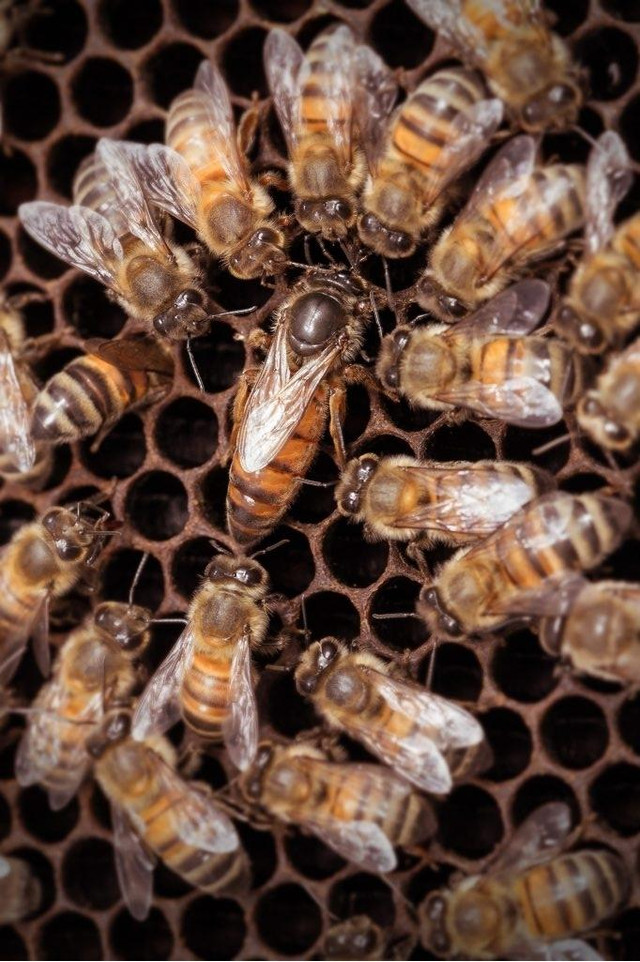 Cordovan Queen Honey Bees For Sale Free Shipping in Iowa USA | Lappe's ...
