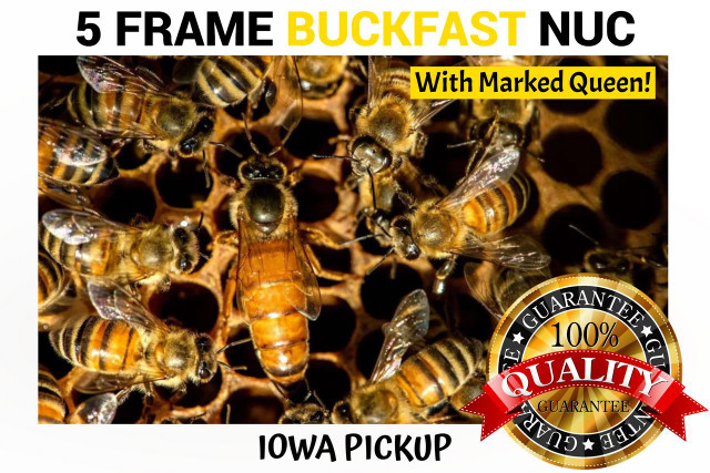 Live Honey Bees for Sale (USA): Nucs, Queens & Package Bees | Lappe's ...