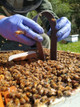VarroxSan 20 Strip OA Mite Treatment | Lappe's Bee Supply Honey Farm