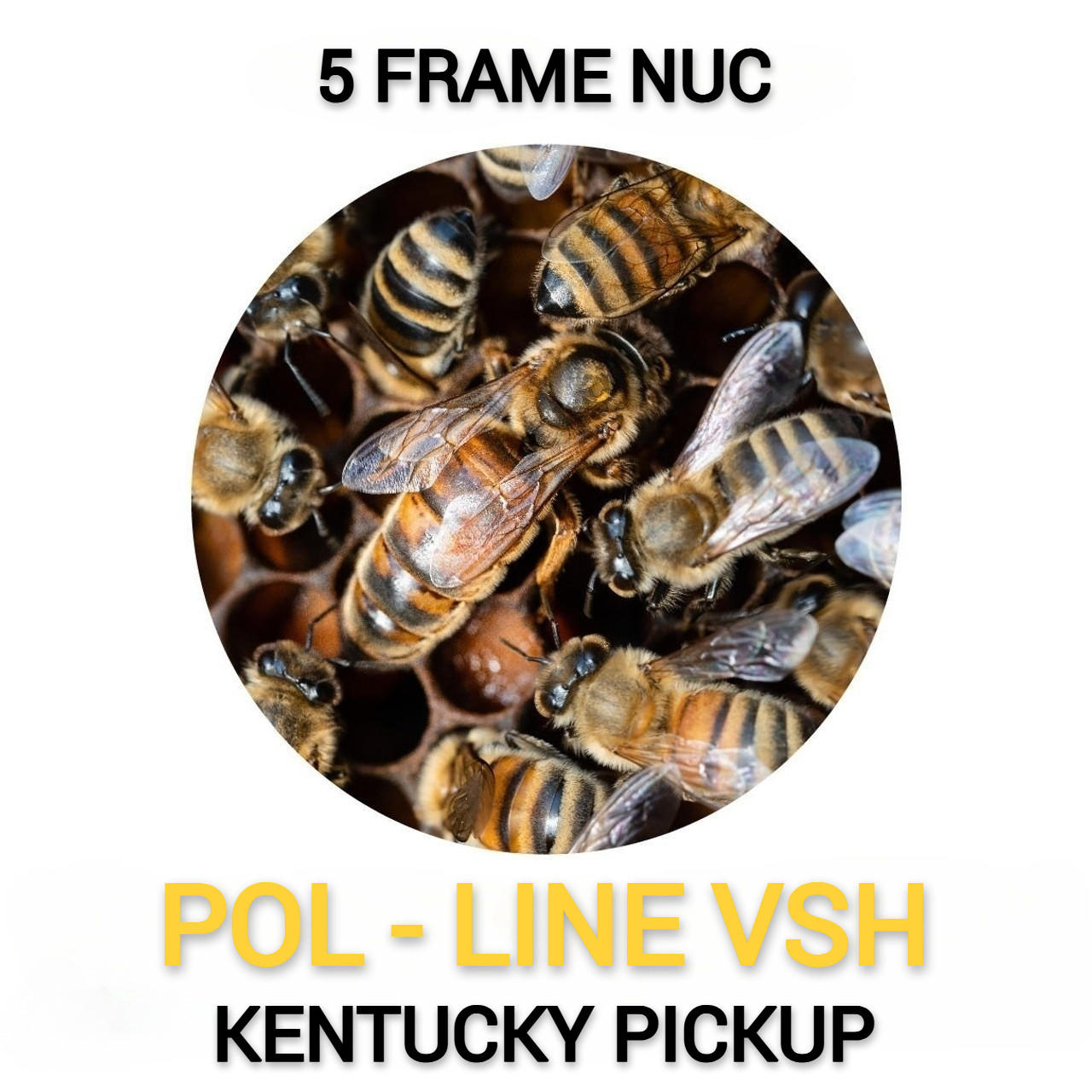 5 Frame Pol-Line VSH Nuc For Sale KY Pickup | Lappe's Bee Supply Honey