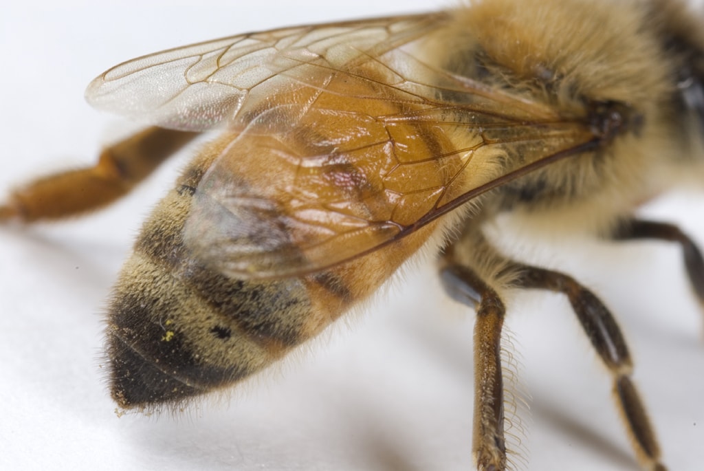 Beekeeping Glossary "A" | Lappe's Bee Supply Honey Farm