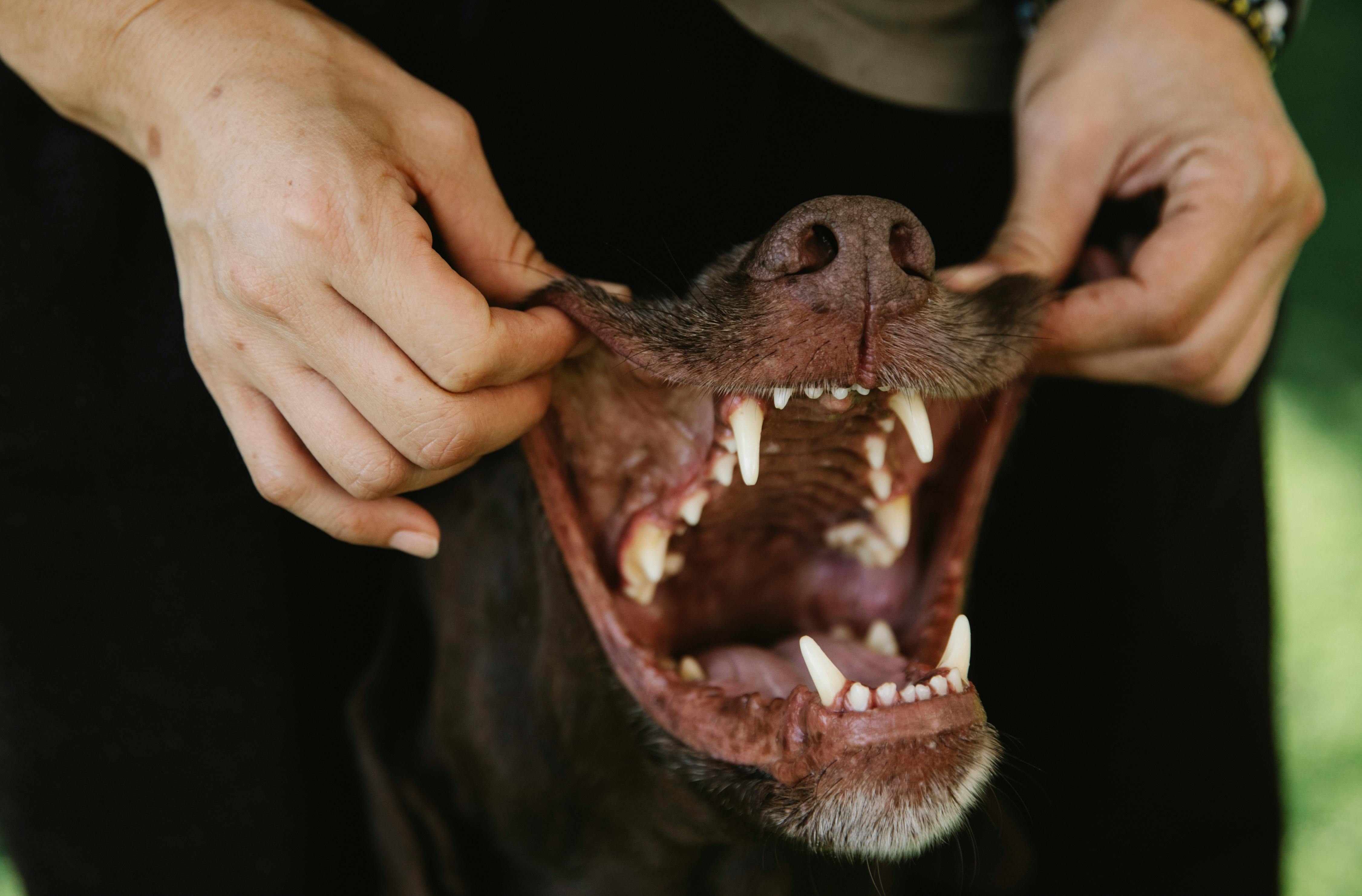 Signs Your Dog May Have Dental Problems: What to Look For - The Animal ...