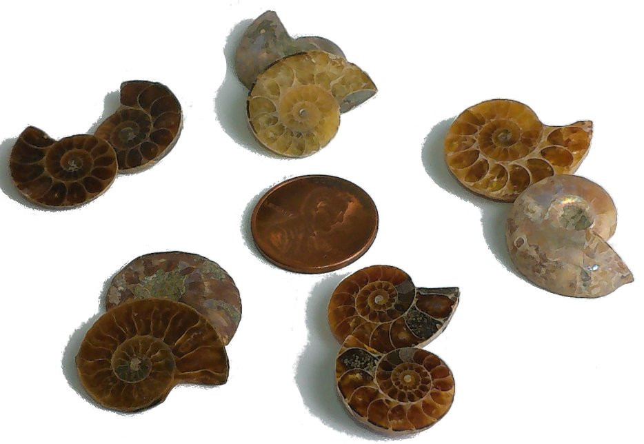 CollectA Dinosaurs - Pleuroceras Ammonite #88902 - New 2021