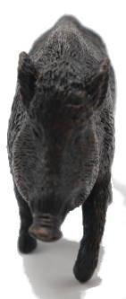 Mojo Wild Boar #387160 - A common wild, hairy pig with tusks