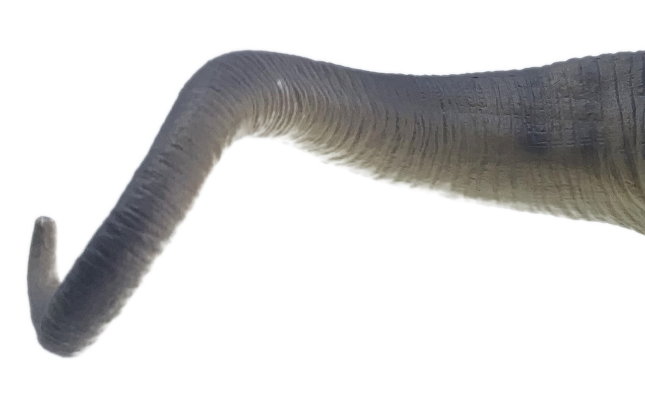 Mojo Prehistorics - Brontosaurus Deluxe #387384 - Oversized