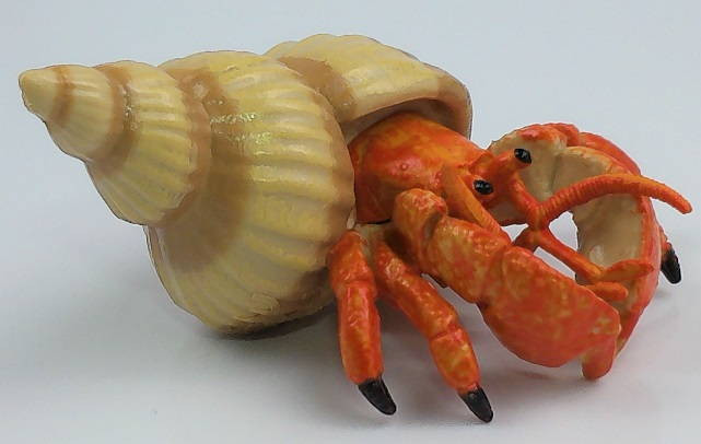 Hermit Crab