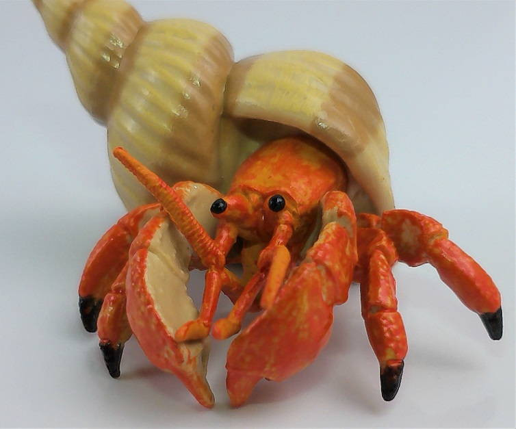 Shell Less Hermit Crab