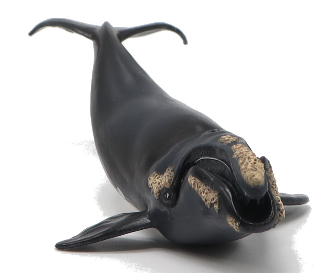 Papo Right Whale #56057 - New in 2023 Look at its barnacles!