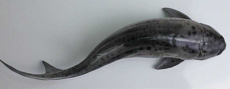 PNSO Zaha the Dunkleosteus #47 - New 2022 - Beautiful Shine