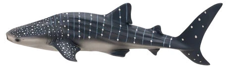 Whale Shark (Mojo)