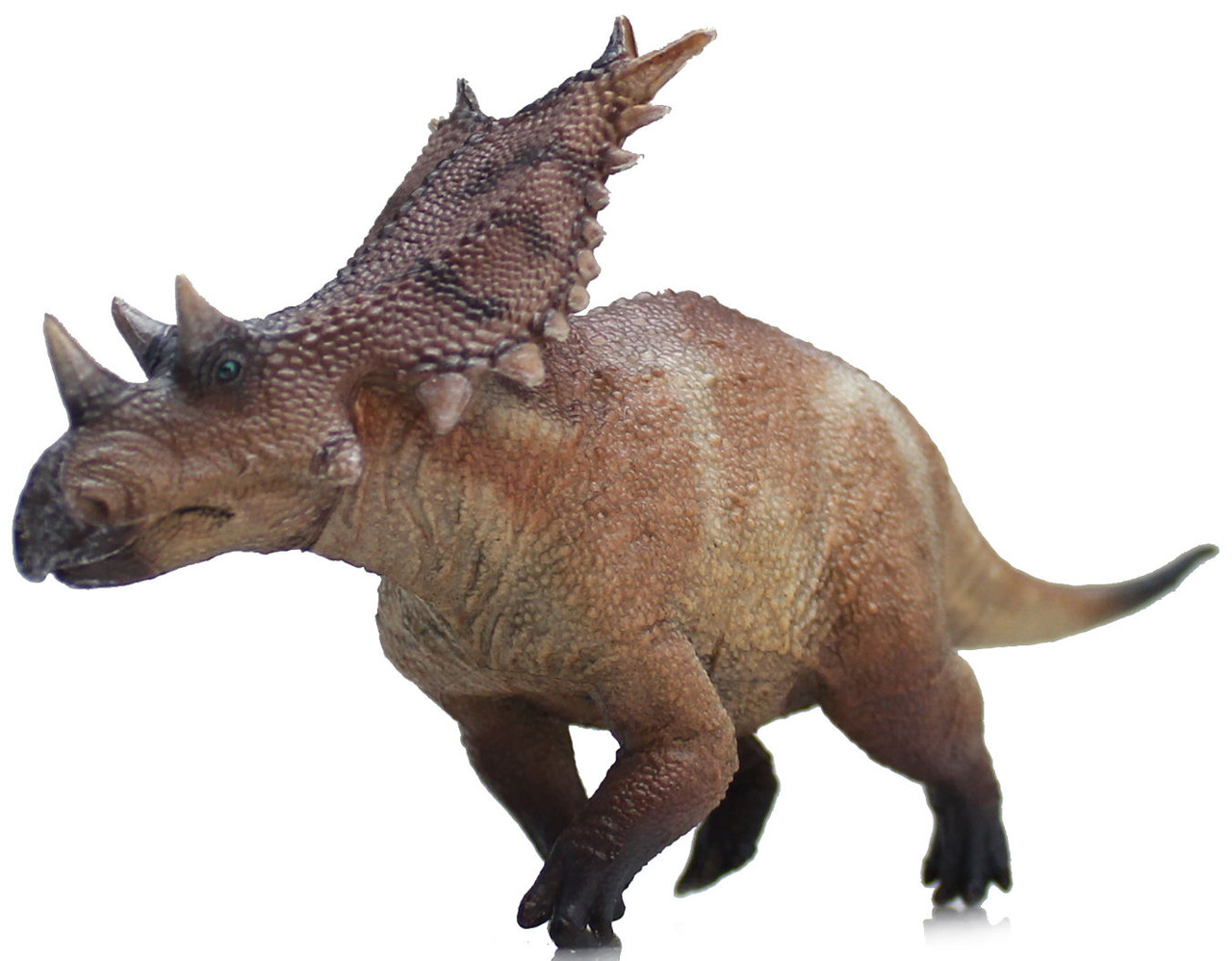 Chasmosaurus - Zou Yuan (Haolonggood)