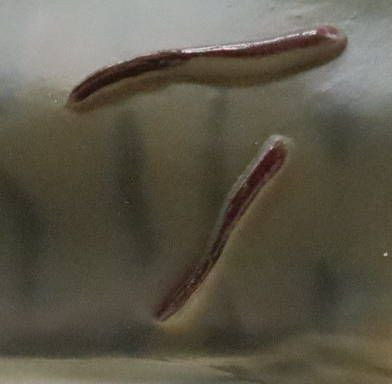 CollectA Pliosaurus Dinosaur Deluxe - 1:40 Scale #88699