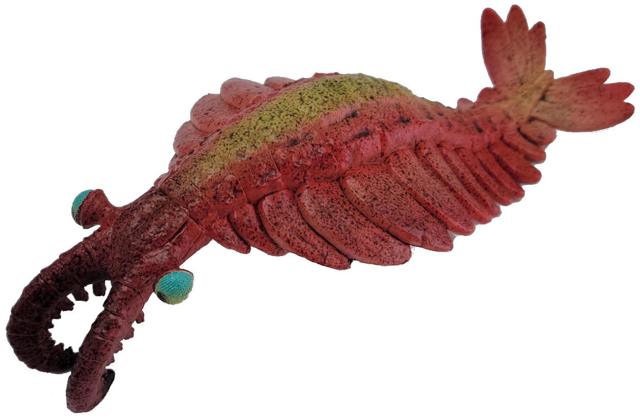 CollectA Anomalocaris #88977 - extinct exotic aquatic animal