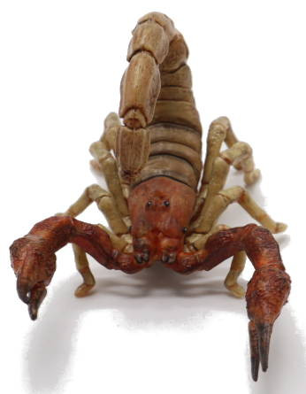 Papo Insects - Scorpion #50209 - Ready to Sting / Strike
