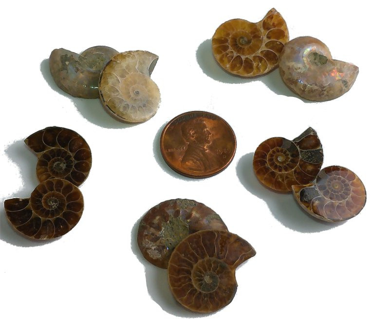 Prehistoric Fossil - Fossilized Ammonite - Pair - Small