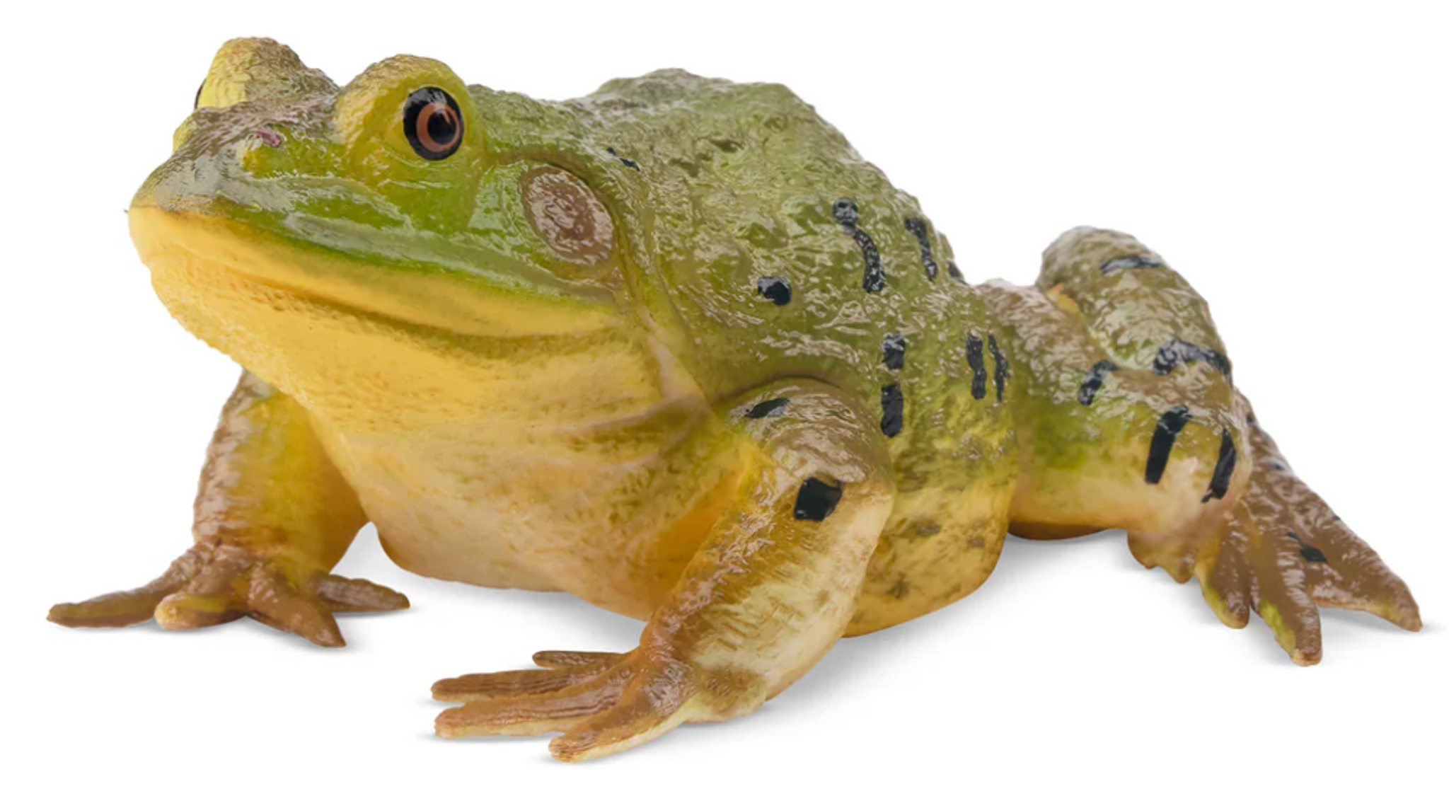 Toymany - American Bullfrog #00387