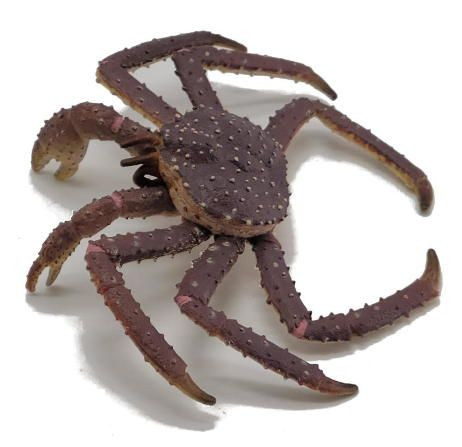 Collecta Sea Life - Marine Life Creatures of the Deep