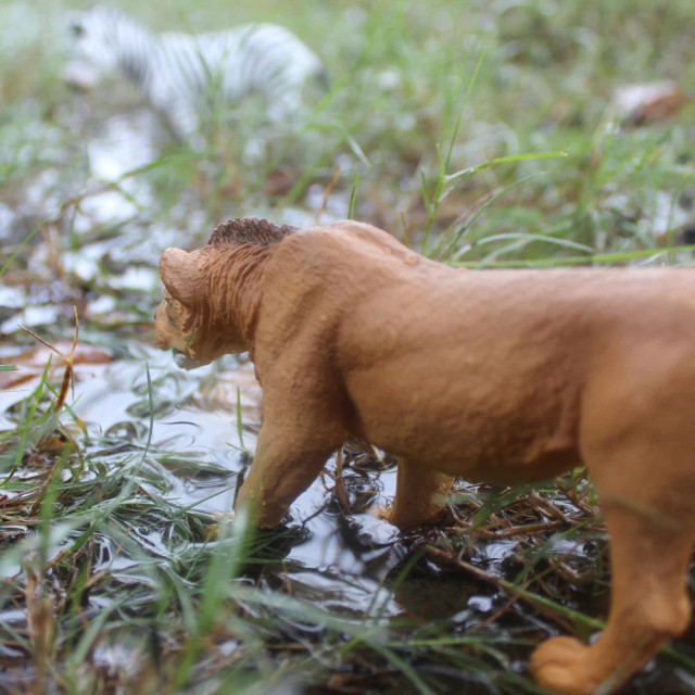 Safari Ltd. - Wild Safari Collection - Adolescent Male Lion #104992
