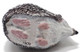Papo Wild Animals - Hedgehog #50245 - Cute Button Nose