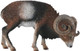 CollectA Europlean Mouflon #88682 - Ornate Curly Horns