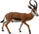 CollectA Wildlife - Springbok #88684 - Sleek Antelope Model