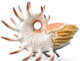 CollectA Dinosaurs - Cooperoceras #88946 - Precision Details