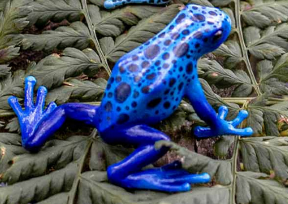 Bullyland - Poison Dart Amazonica Frog #68521