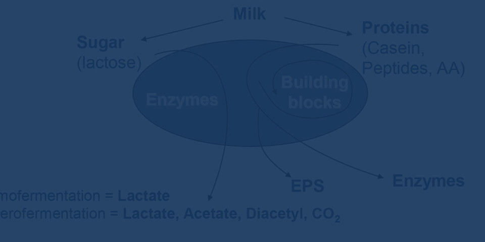 Dairy Connection Inc