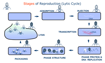What is phage? - Dairy Connection Inc