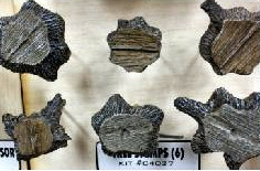 Bar Mills Models 04027 O Scale Tree Stumps - Crazy Model Trains