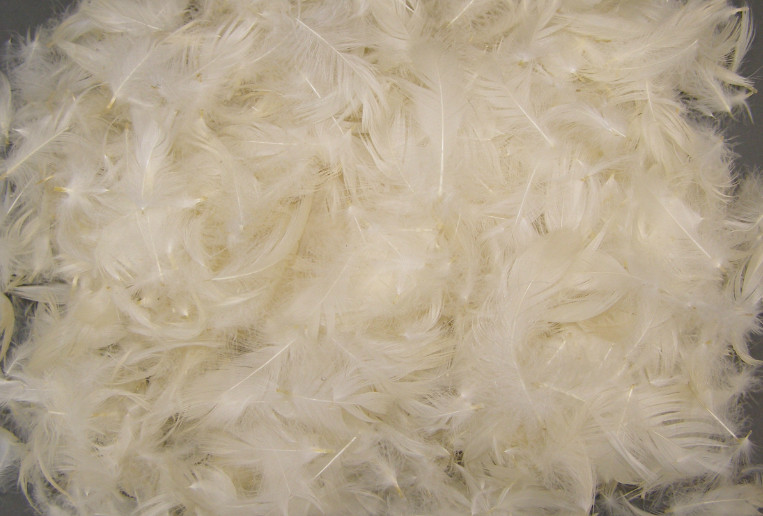 Feathers (1 kg or more) - Eco Filling Australia