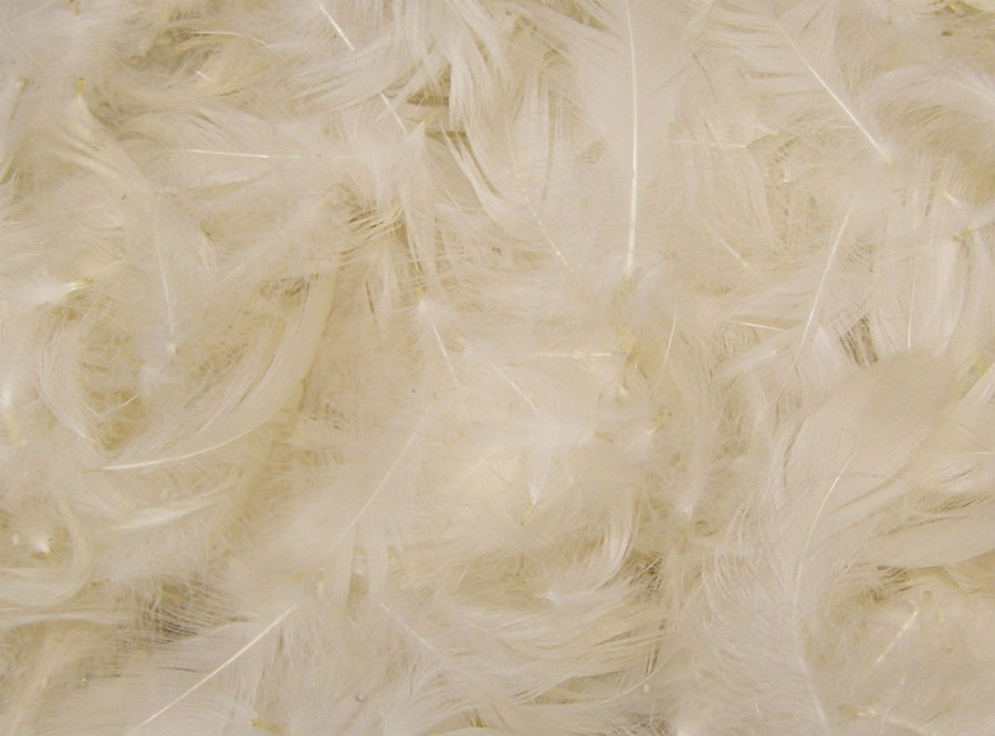 Eucalyptus Fibre (Less than 1 kg) - Eco Filling Australia