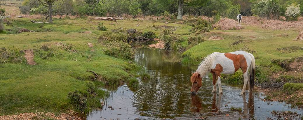 OS Map of New Forest | Explorer OL22 Map | Ordnance Survey Shop