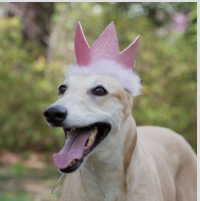 Huxley & Kent Birthday Party Glitter Pet Crown with Snugfit - Chowhound ...