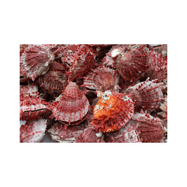 Natural Spiny Oyster Rondelle Beads Light Orange 4mm x 3mm 37503