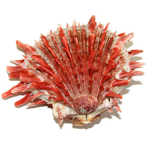 Large Graduated Spiny Oyster Beads Natural Shell 18mm to 8mm Discs 16 ...