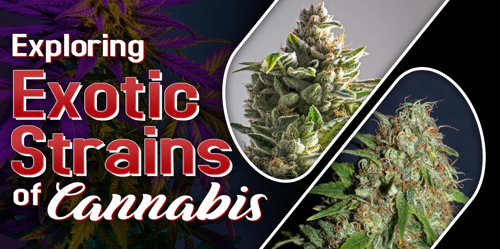 Unlocking the High: Understanding THCa Flower and Dodi's Exotic ... Unlocking the High: Understanding THCa Flower and Dodi's Exotic ...