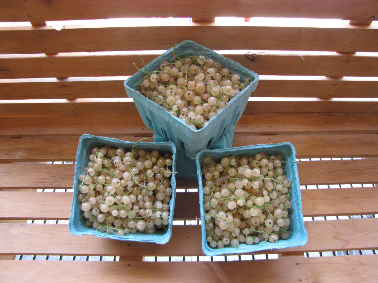 Wholesale - Currants - Hartmanns Plant Company
