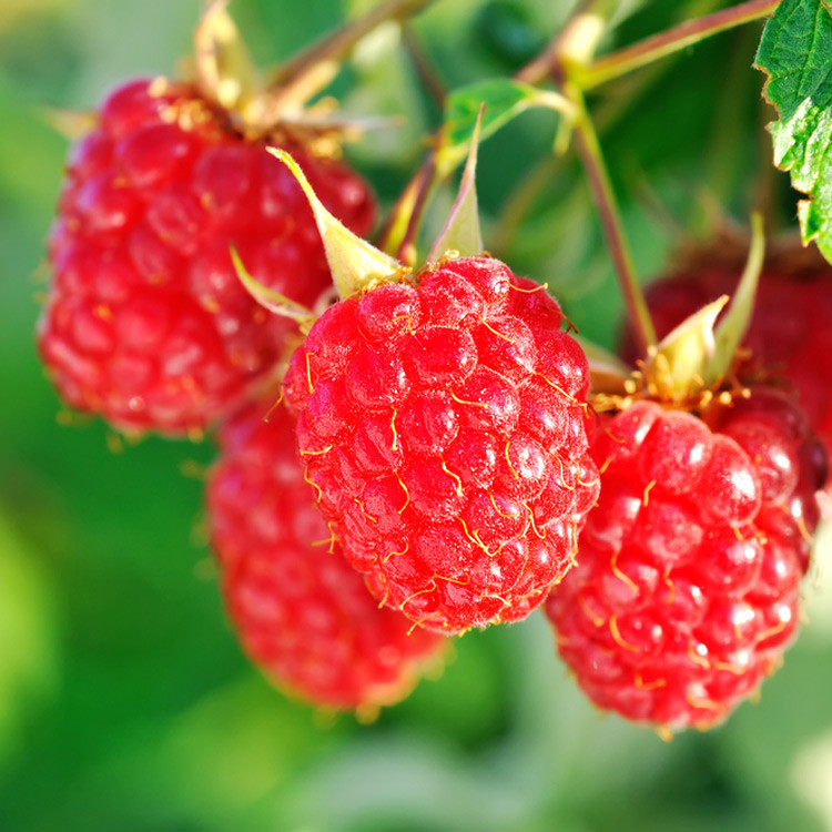 English Thornless Raspberry - Wholesale - Hartmanns Plant Company